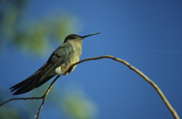 Subtropical Argentina - Birding Argentina`s diversity from the Andes to ...